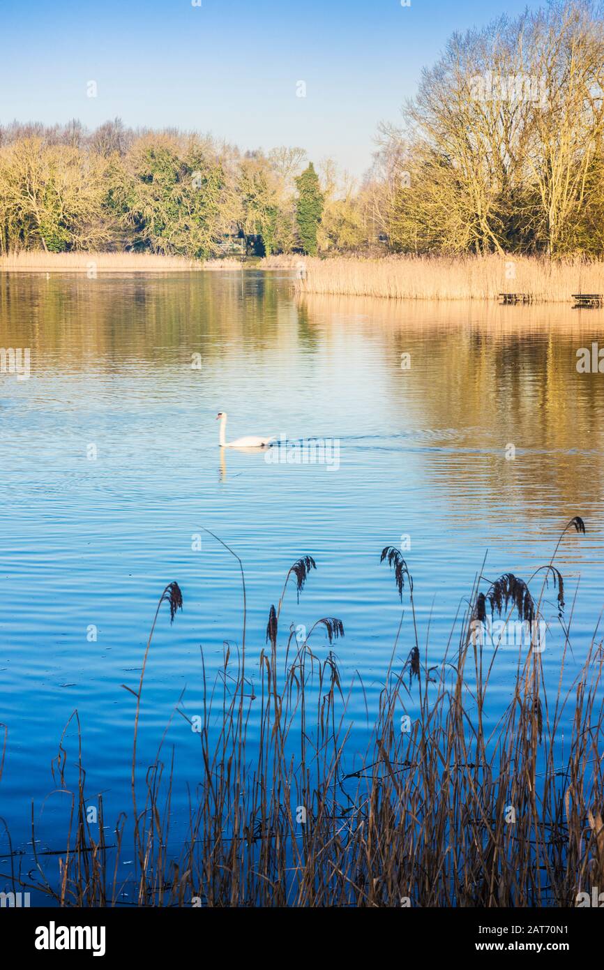 Coate water winter hi-res stock photography and images - Alamy