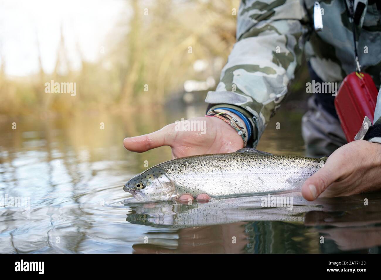 catch of a rainbow trout by a fly fisherman in the river Stock Photo ...
