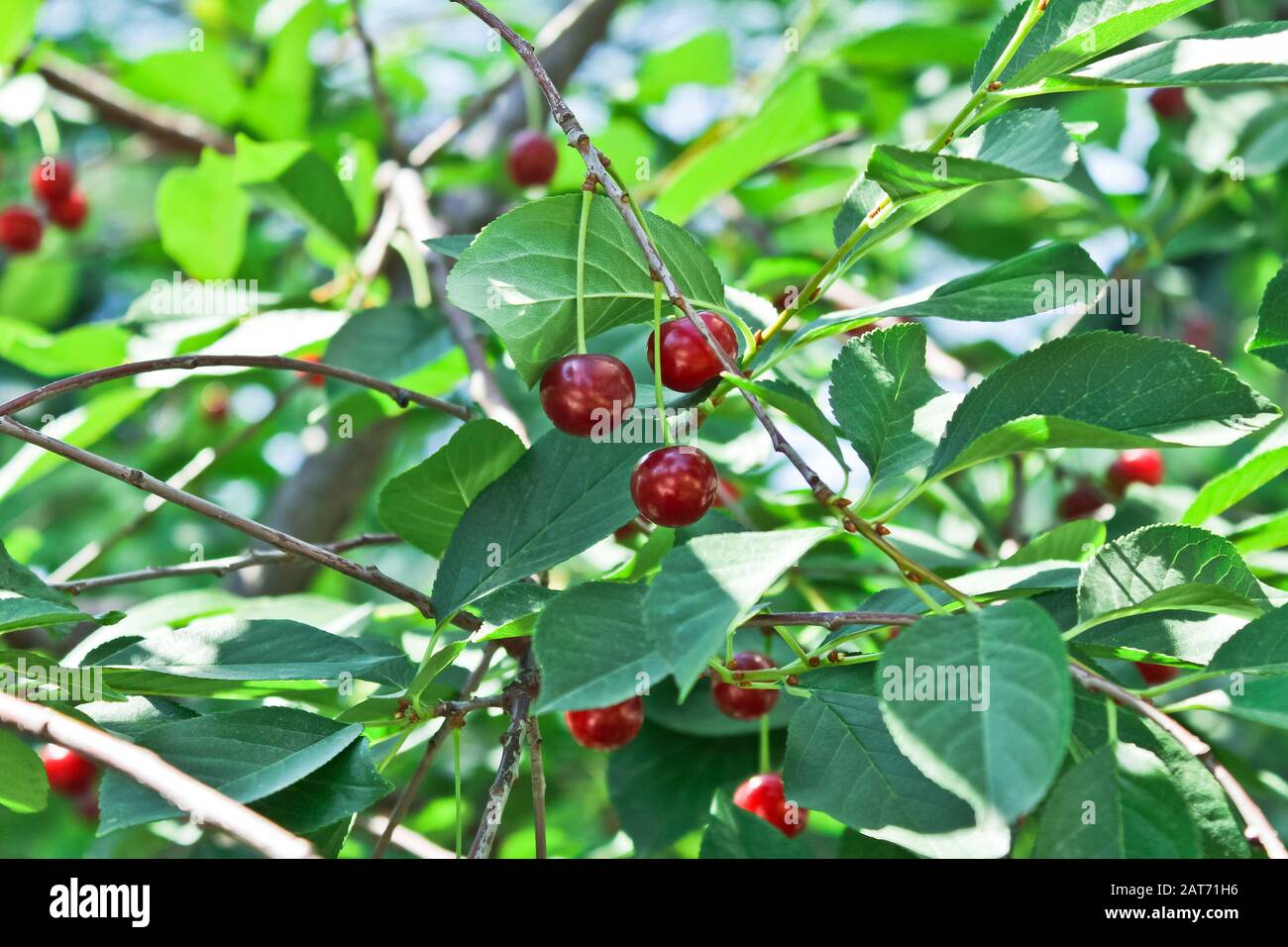 Banch of tree hi-res stock photography and images - Alamy