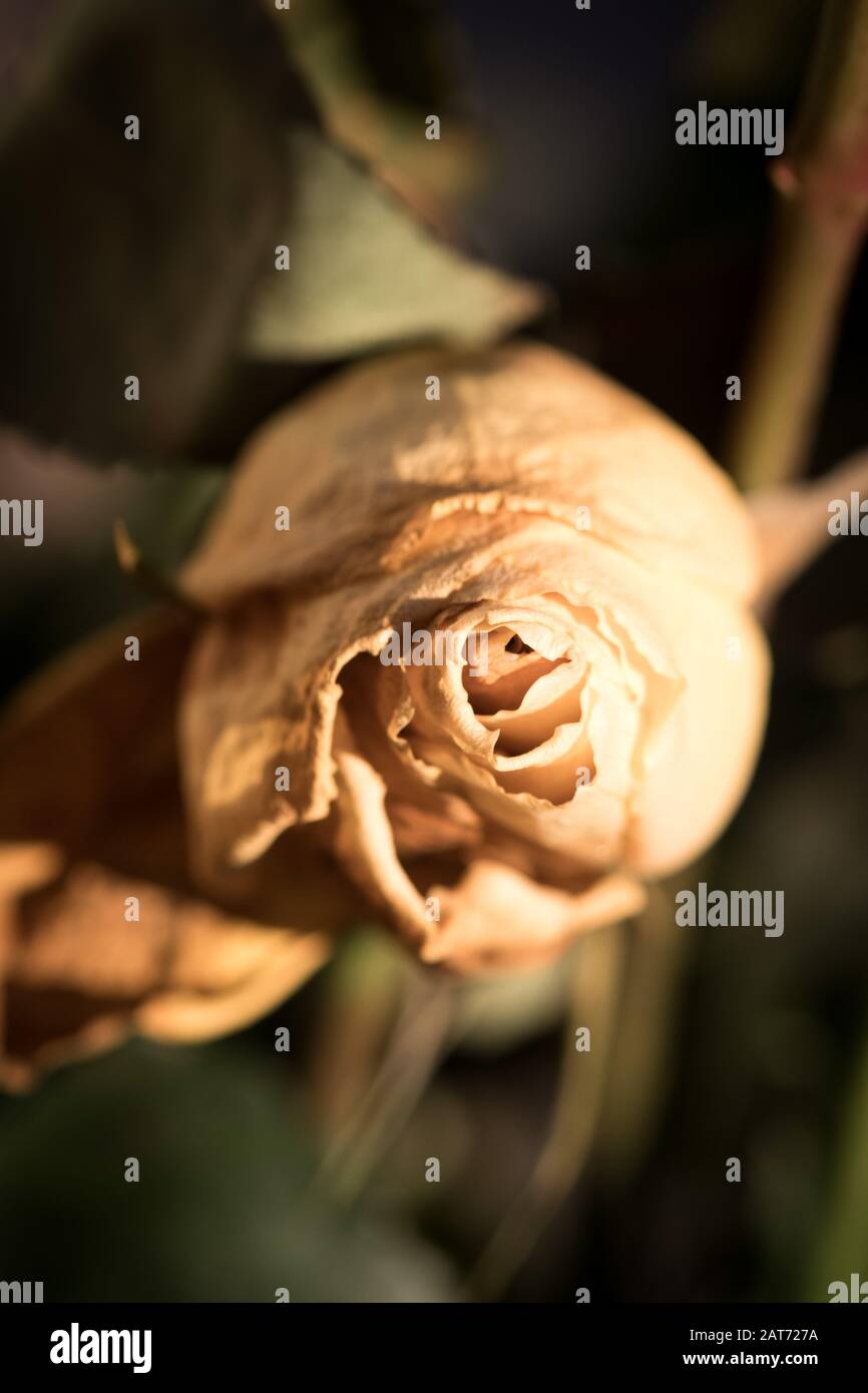 wilted yellow rose flower. Faded Dry flower top view on blurry ...