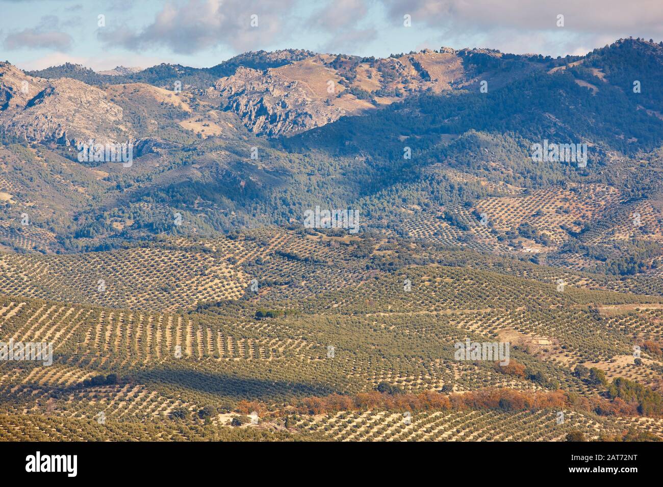 Olive tree fields in Andalusia. Spanish agricultural harvest landscape ...