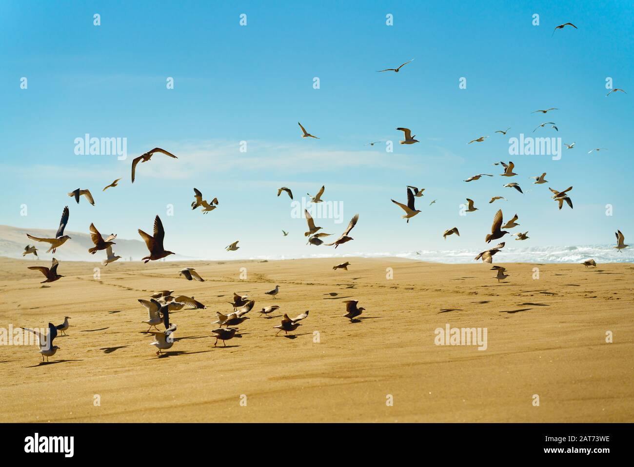 Flock of birds on the beach, California coastline Stock Photo - Alamy