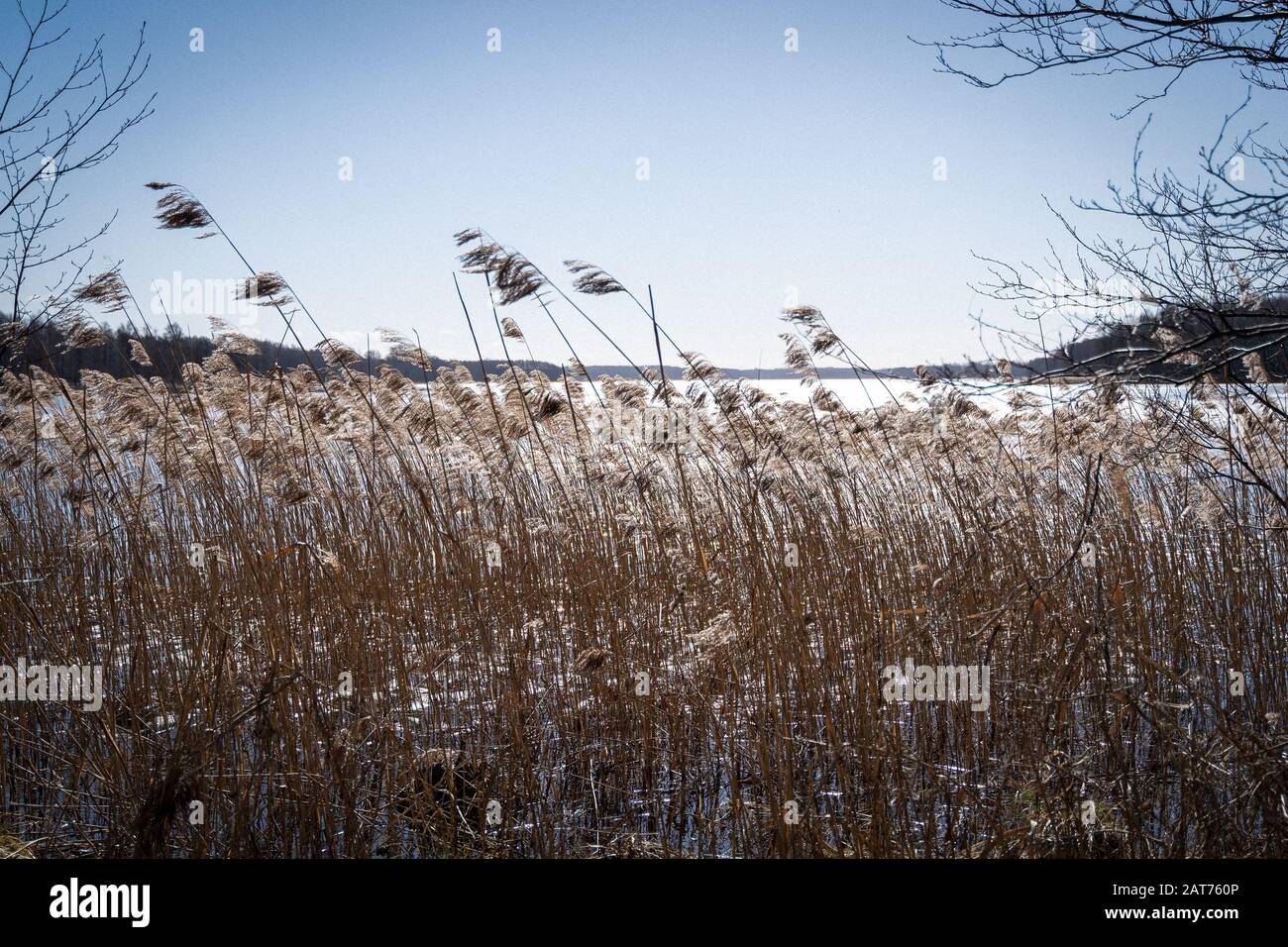 Swamp on field during sunny hi-res stock photography and images - Alamy