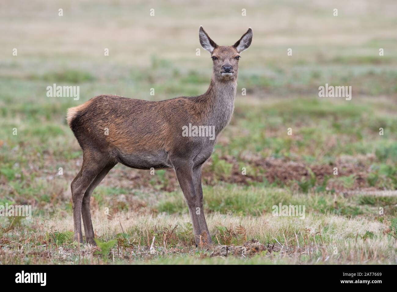 Red Deer Calf (Cervus elaphus) in a field at the edge of a forest Stock ...