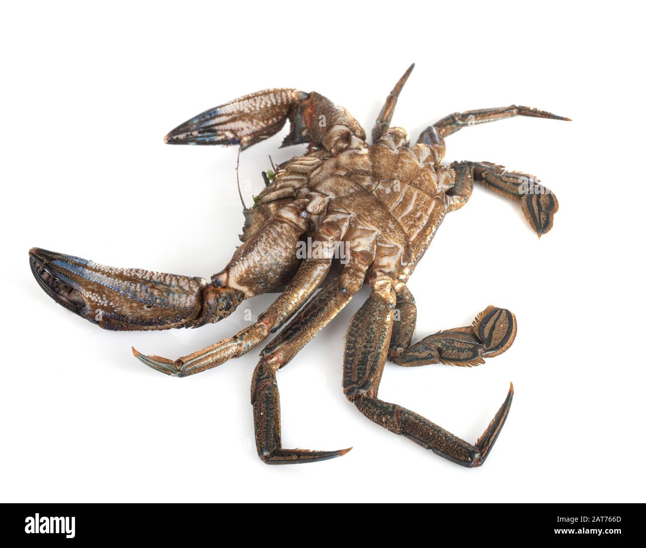 Velvet crab hi-res stock photography and images - Alamy