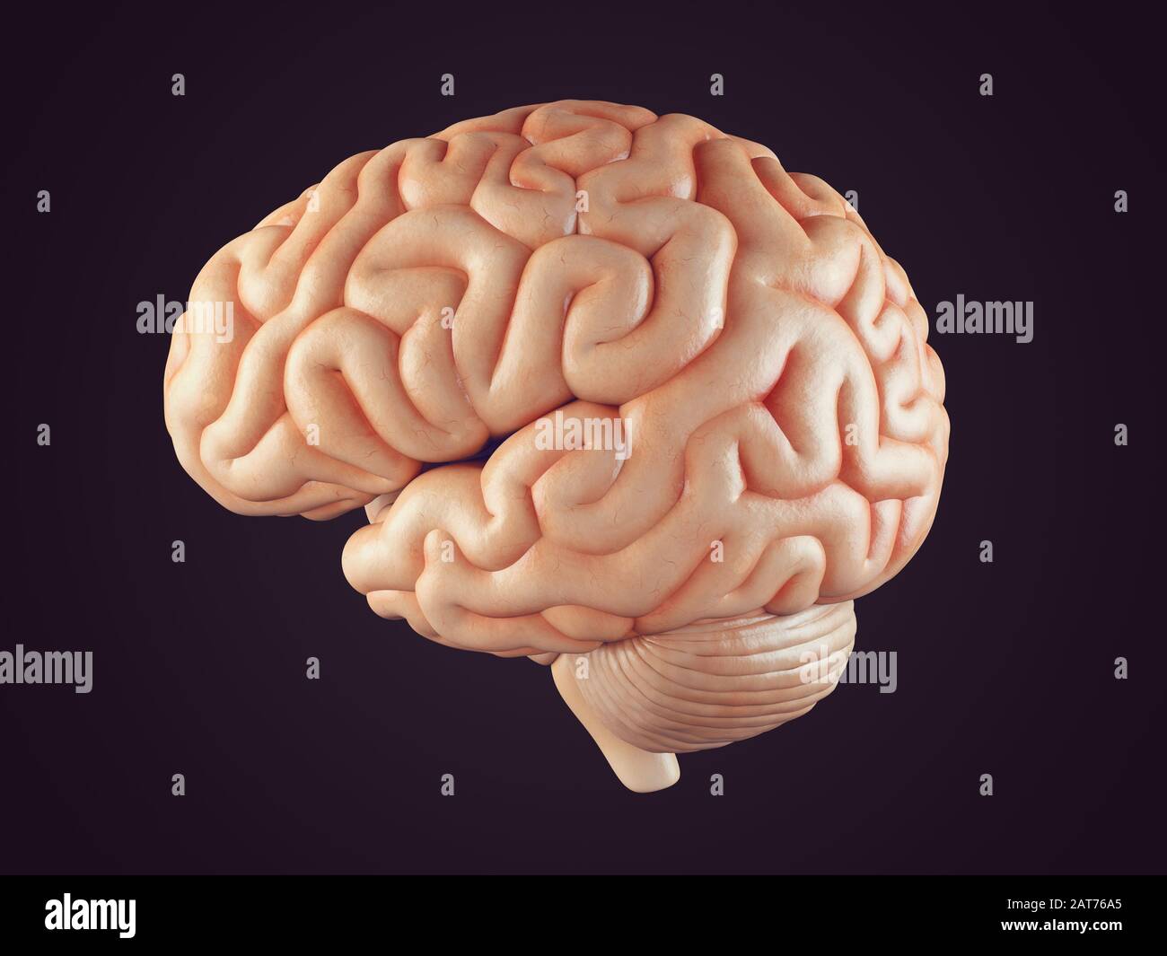 Realistic 3d Illustration of human brain front view isolated on black ...
