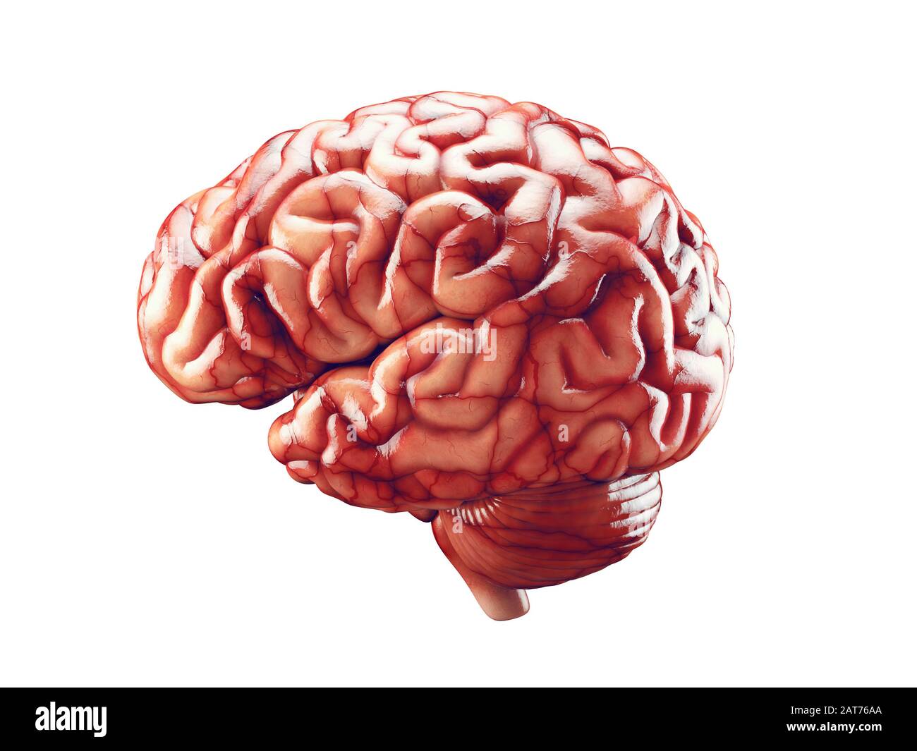 Brain stem model Cut Out Stock Images & Pictures - Alamy