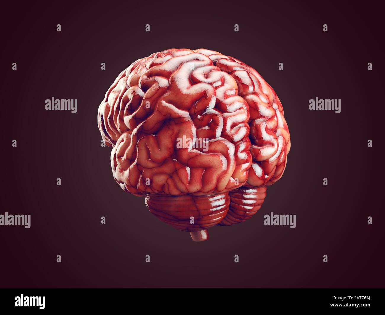 Realistic 3d Illustration of human brain with blood vessels isolated ...
