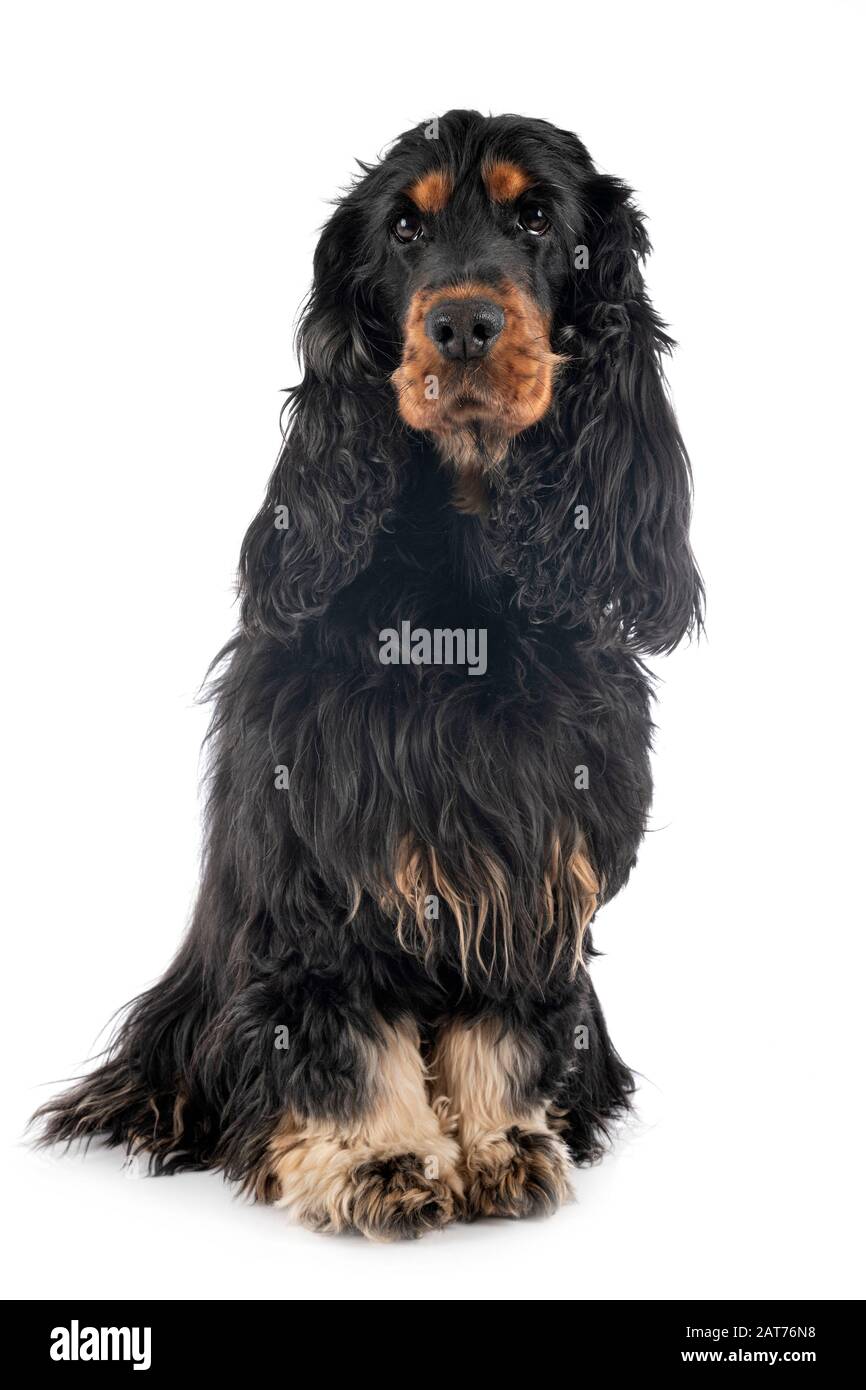 cocker spaniel in front of white background Stock Photo - Alamy