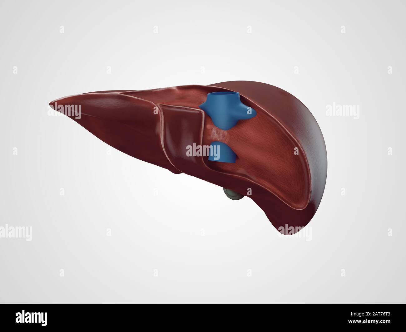 The back of realistic anatomical model of healthy human liver with ...