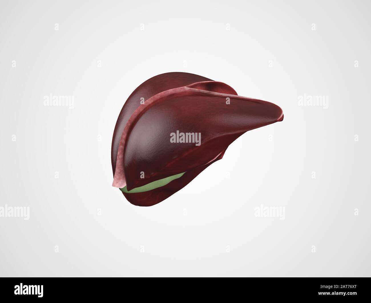 Realistic anatomical model of healthy human liver with gallbladder ...