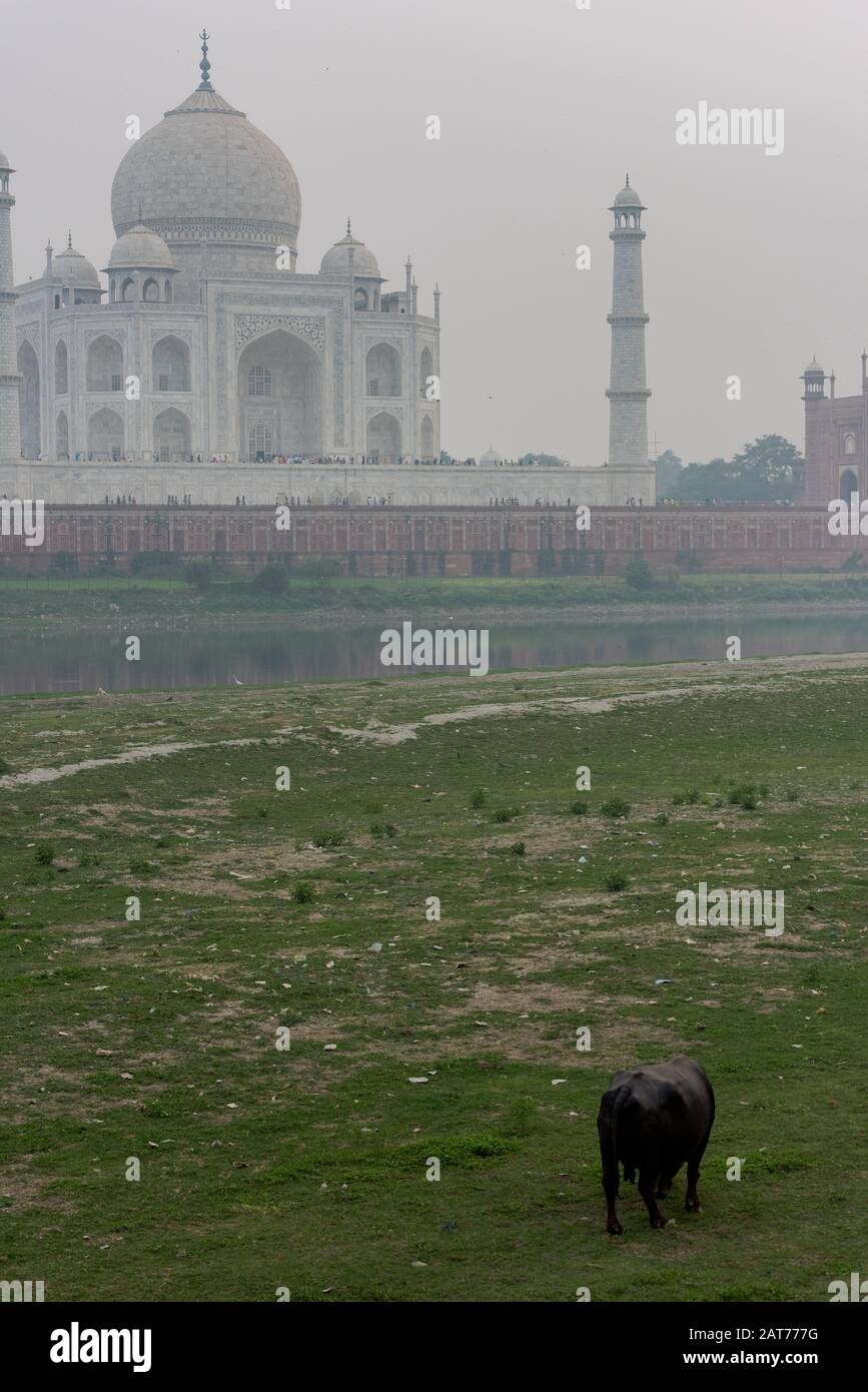 Yamuna river baks with cow and backside of Taj Mahal on overcast day ...