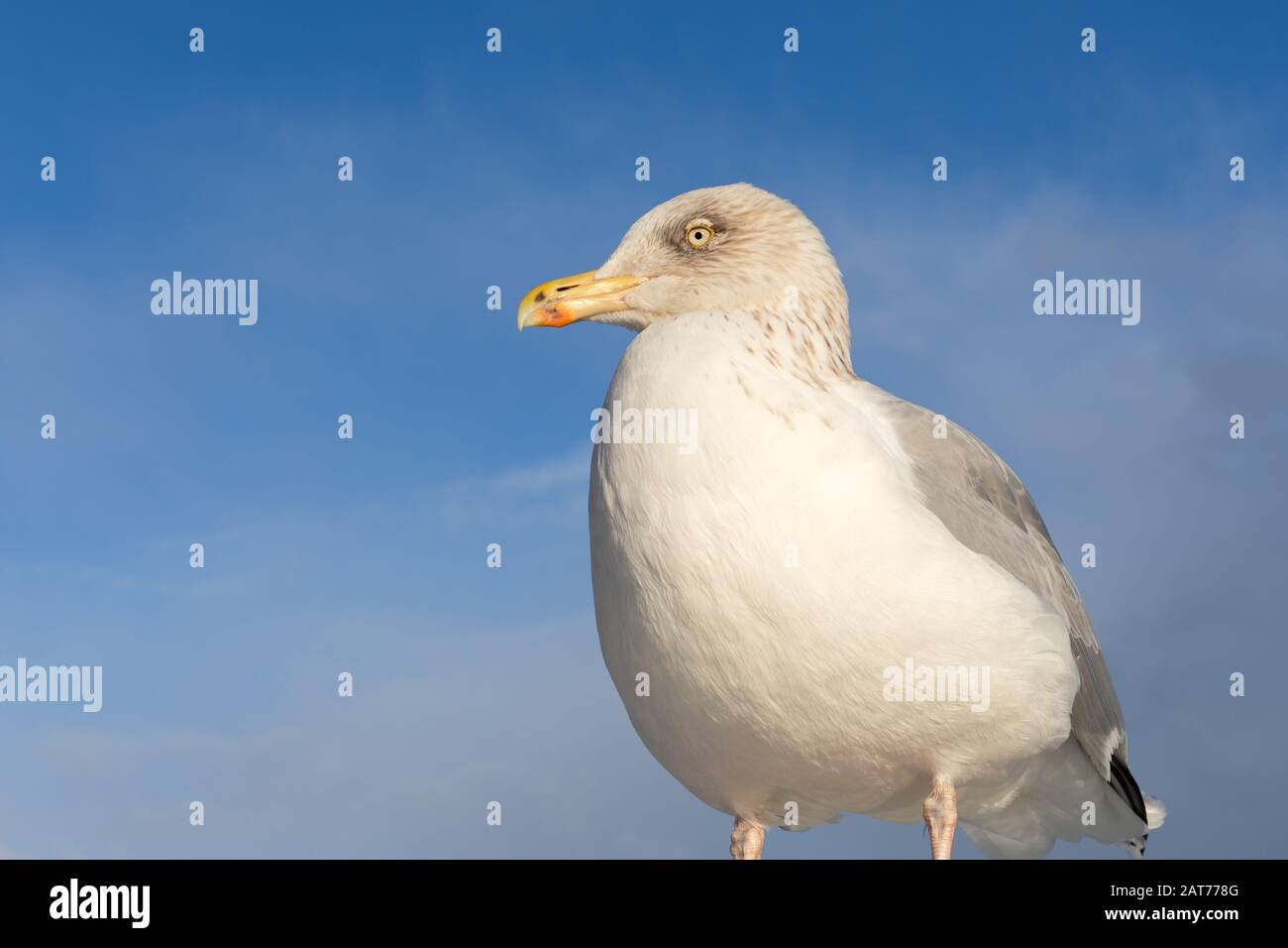 Close up picture of a cute friendly seagull Stock Photo - Alamy
