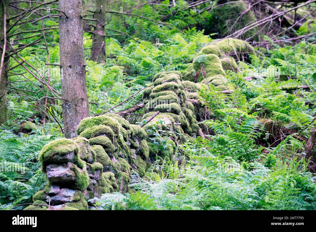Old stone wall , Hannicombe Wood, Devon Stock Photo - Alamy