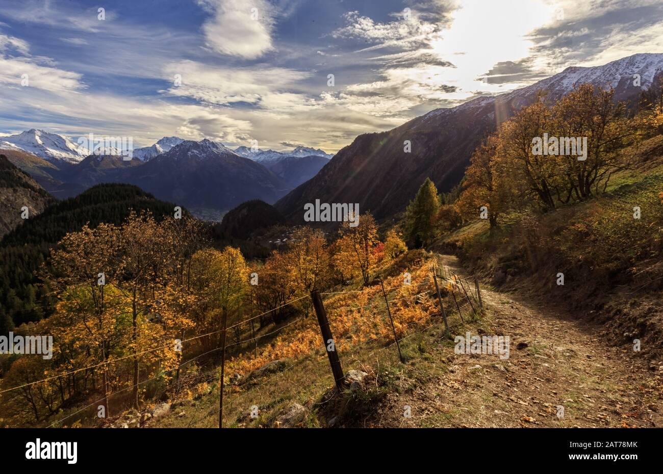 Aletschwald forest hi-res stock photography and images - Alamy