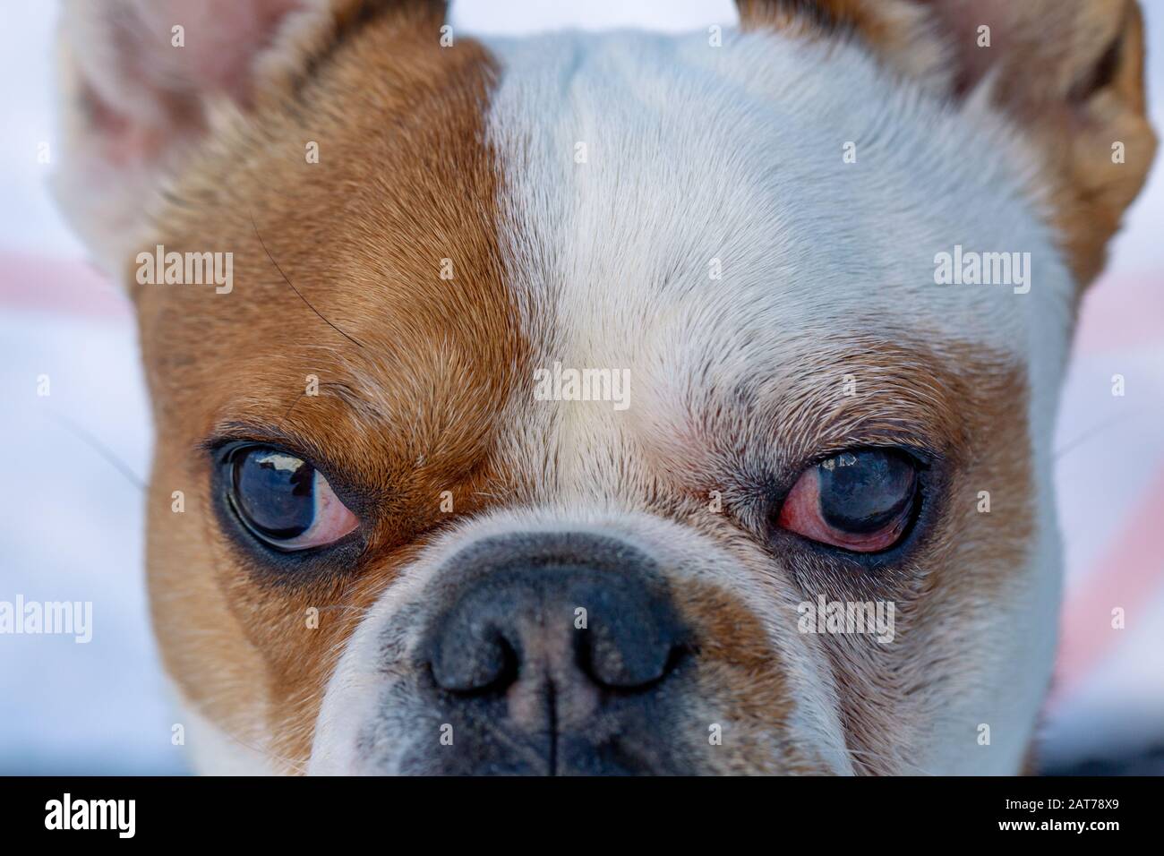Eyes of a french bulldog. Reddened eyes in the dog, eye inflammation ...
