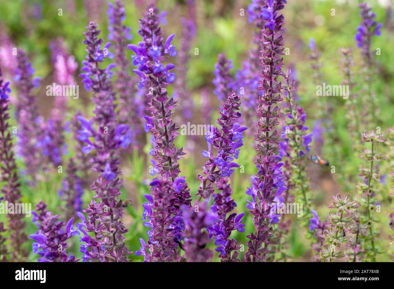 Salvia pratensis, meadow clary or meadow sage purple blooming in ...