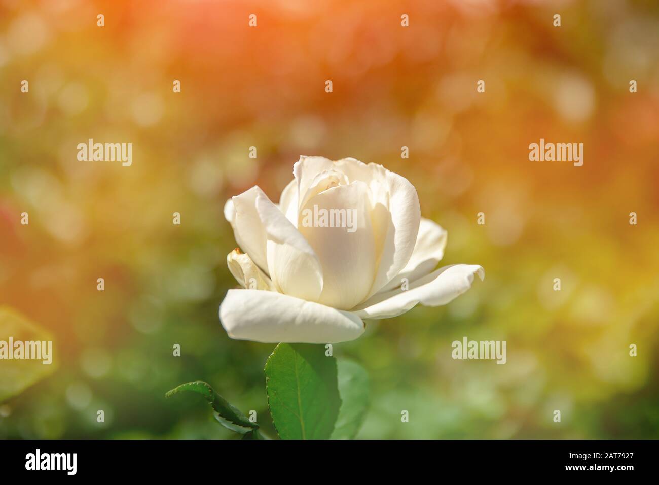 Spring mood beautiful flowers made with pink color filters with sun ...