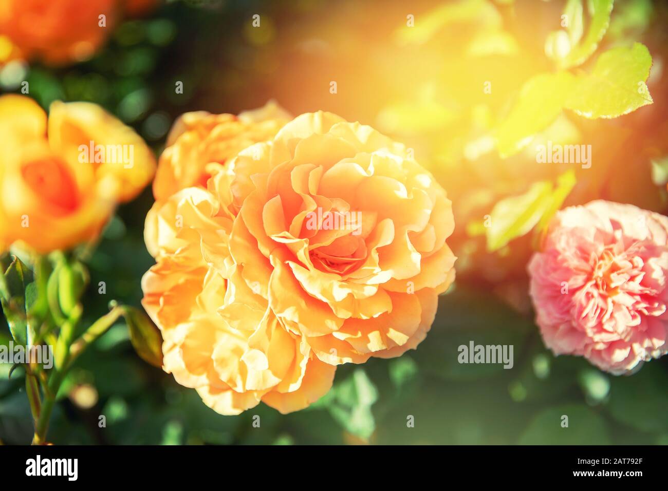 Beautiful nature scene with spring pink flowers roses background with ...