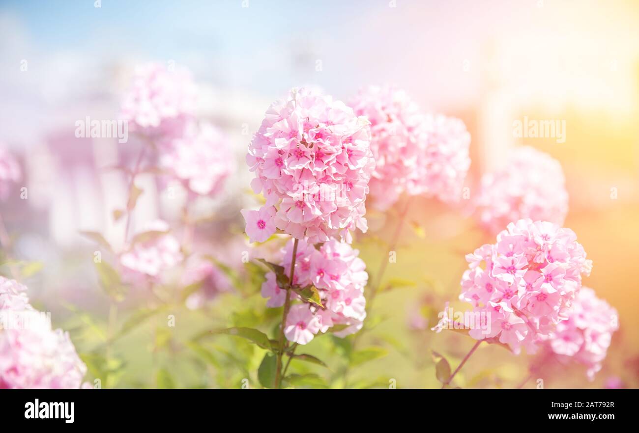 Beautiful nature scene with spring pink flowers background with sun ...