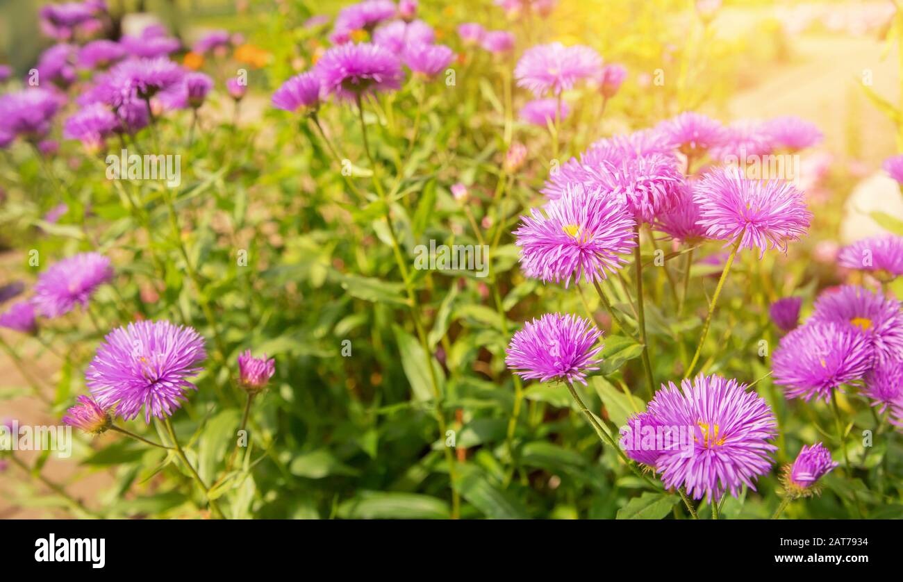 Beautiful nature scene with spring pink flowers roses background with ...