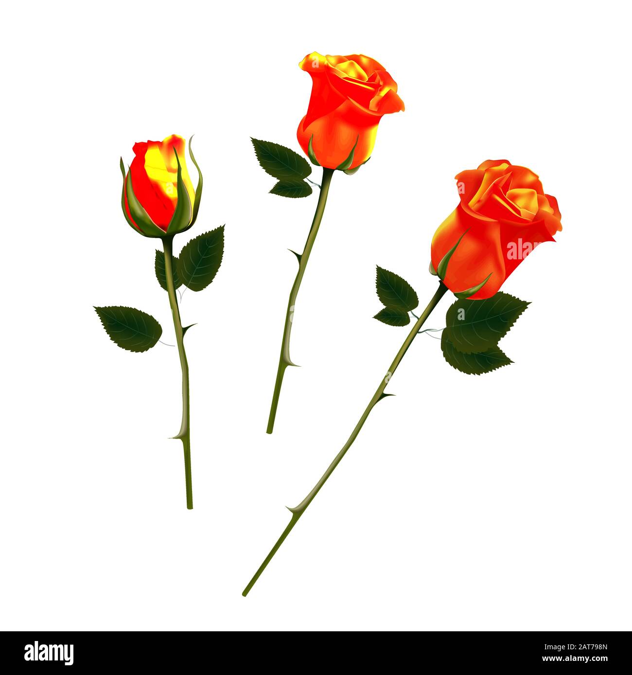 Bouquet roses white color Stock Vector Images - Alamy