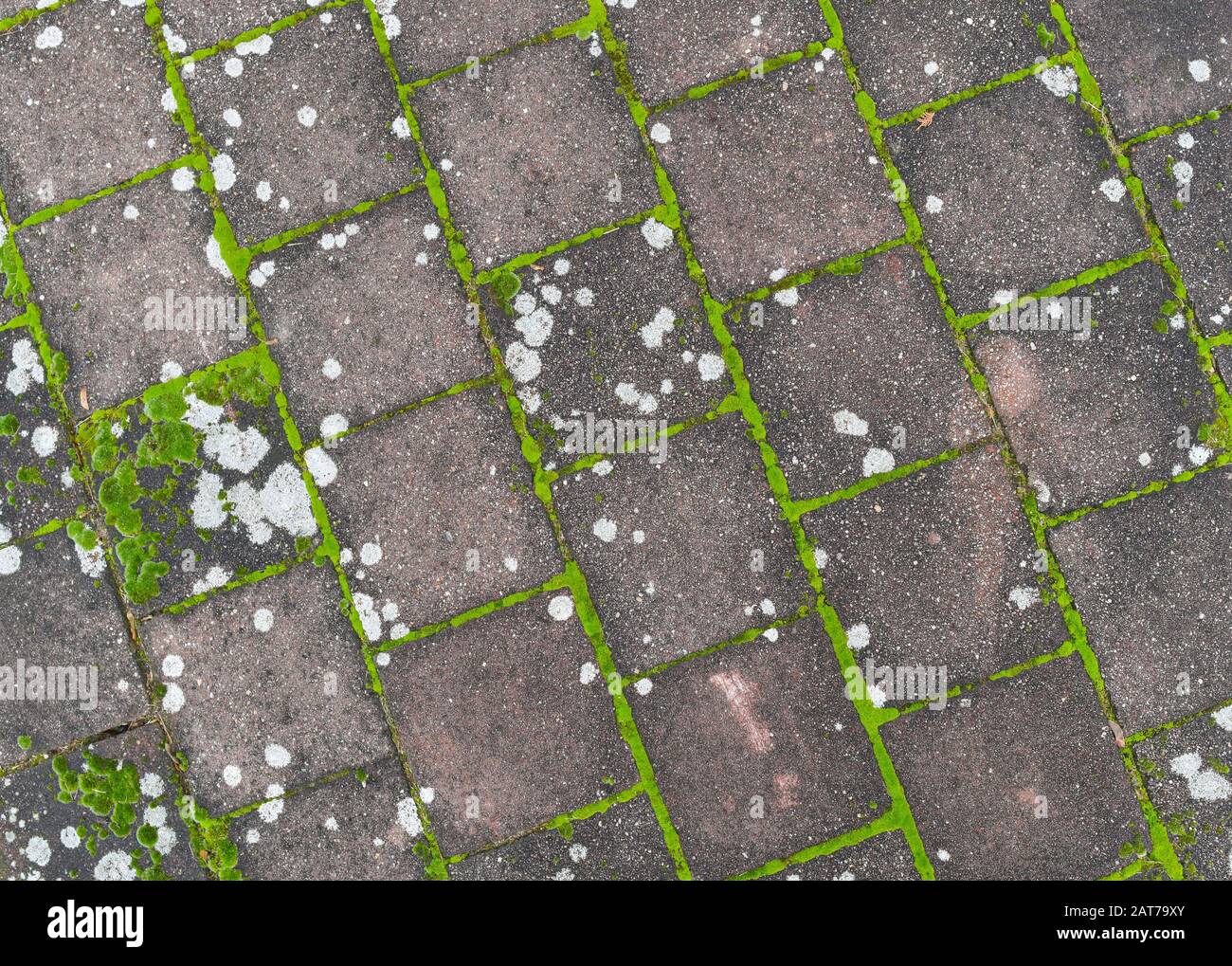 Lichen grow on slabs in hi-res stock photography and images - Alamy