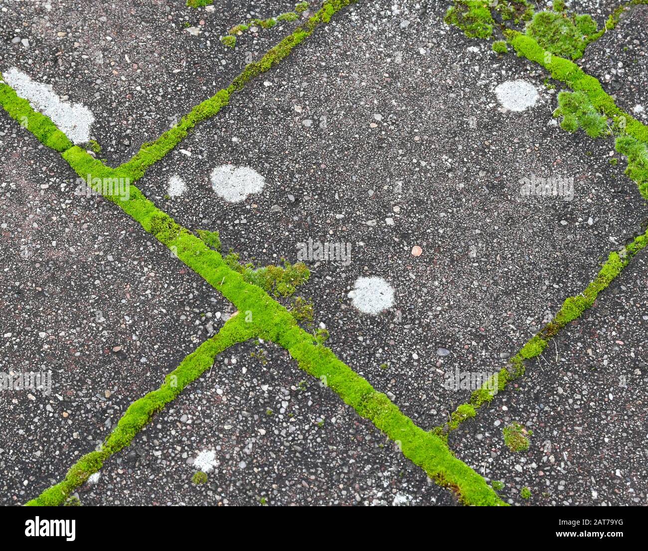Lichen grow on slabs in hi-res stock photography and images - Alamy