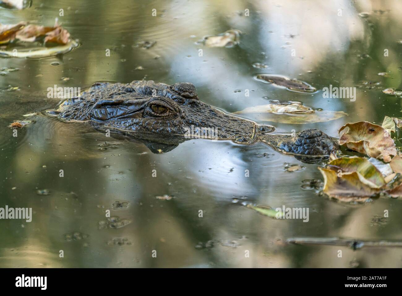 Krokodil im pool hi-res stock photography and images - Alamy