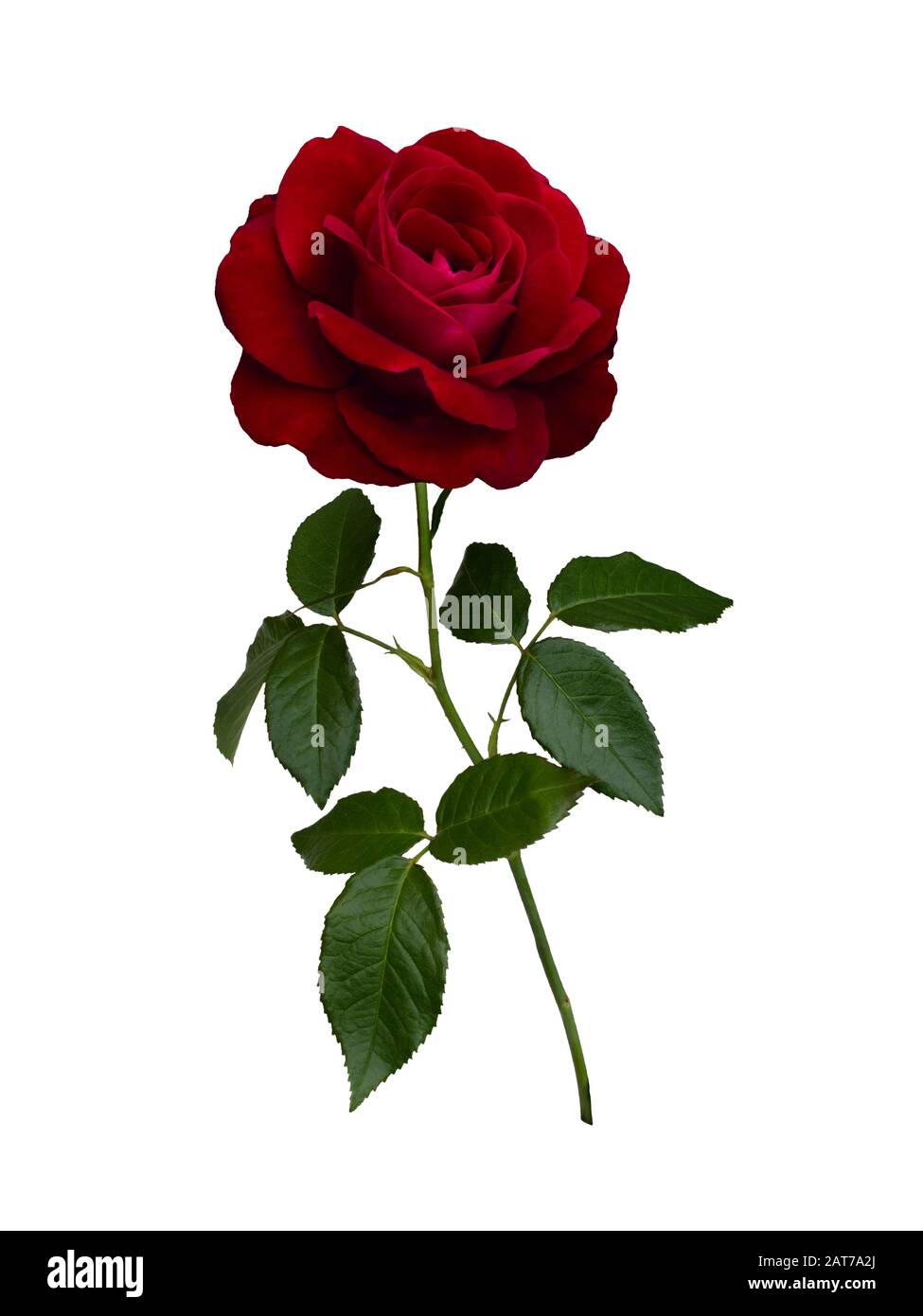 Single Dark Red Rose