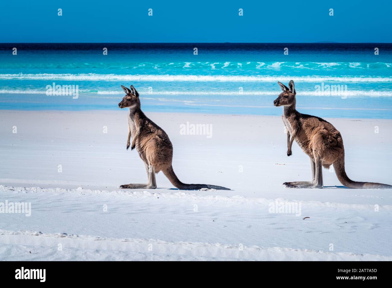 Kangaroo hopping on sandy beach hi-res stock photography and images - Alamy