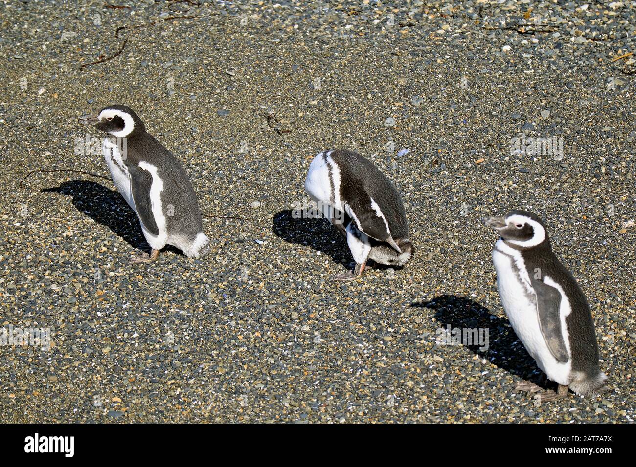 Penguins Relaxing in the Sunlight on Martillo Island, Ushuaia ...
