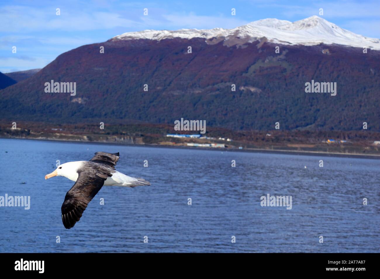 Flying beagle hi-res stock photography and images - Alamy