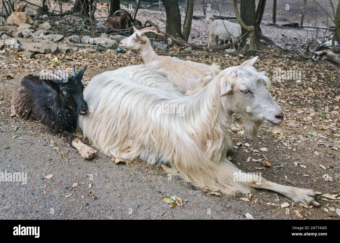 Female goat hi-res stock photography and images - Alamy