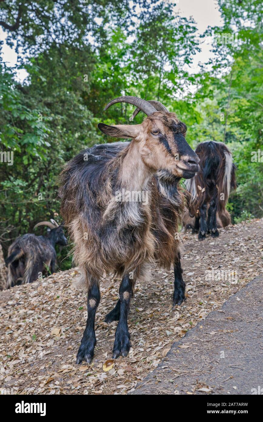 Booted Goat