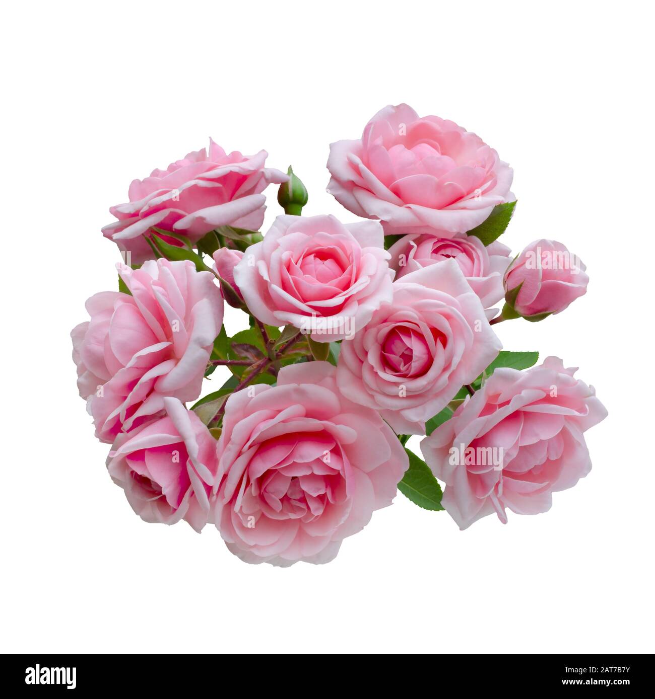 beautiful bouquet of pink roses arrangement isolated on white ...