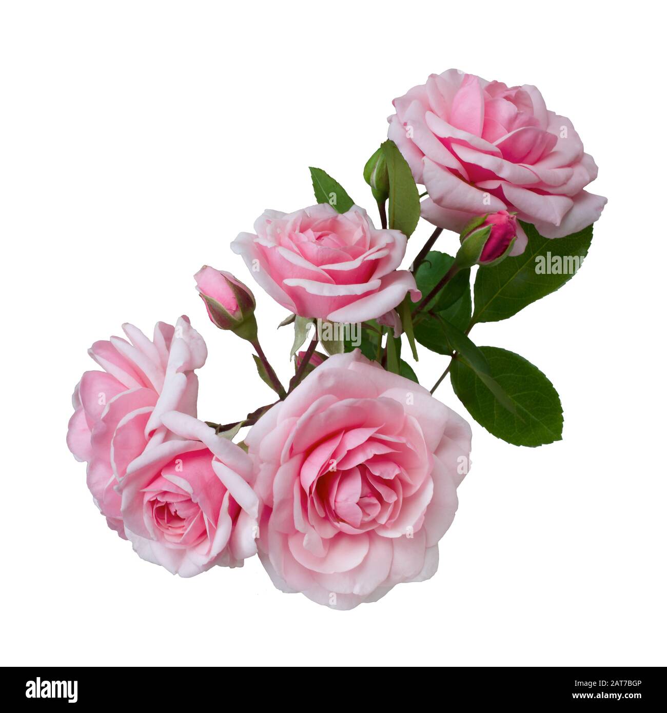 beautiful bouquet of pink roses arrangement isolated on white ...