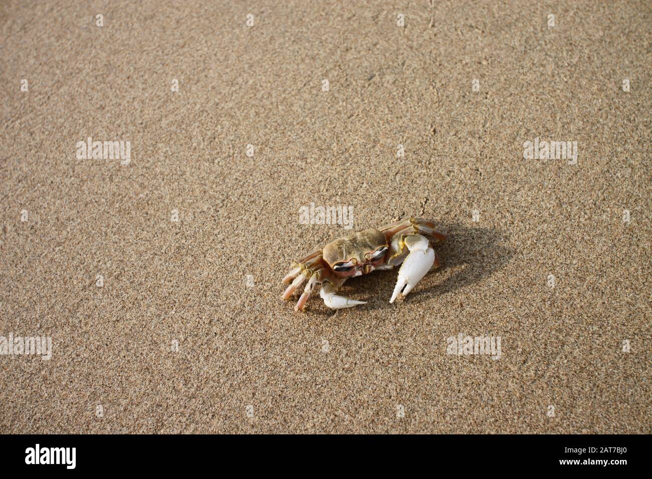 crab (Brachyura) on the sand at the beach with one big claw and one ...