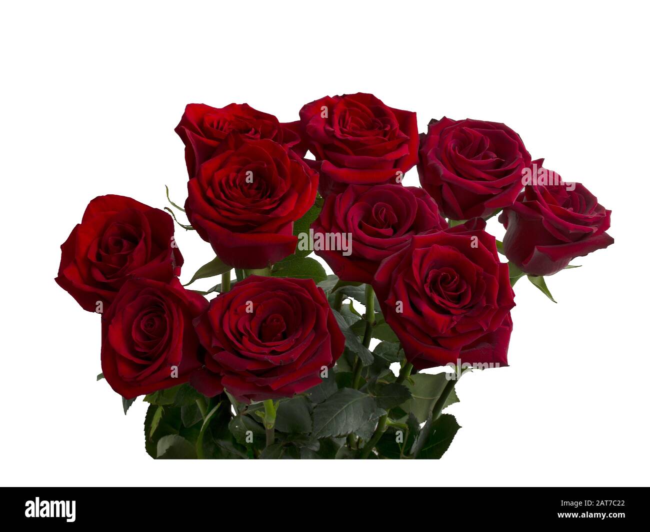 Rose prickles on white background hi-res stock photography and images ...