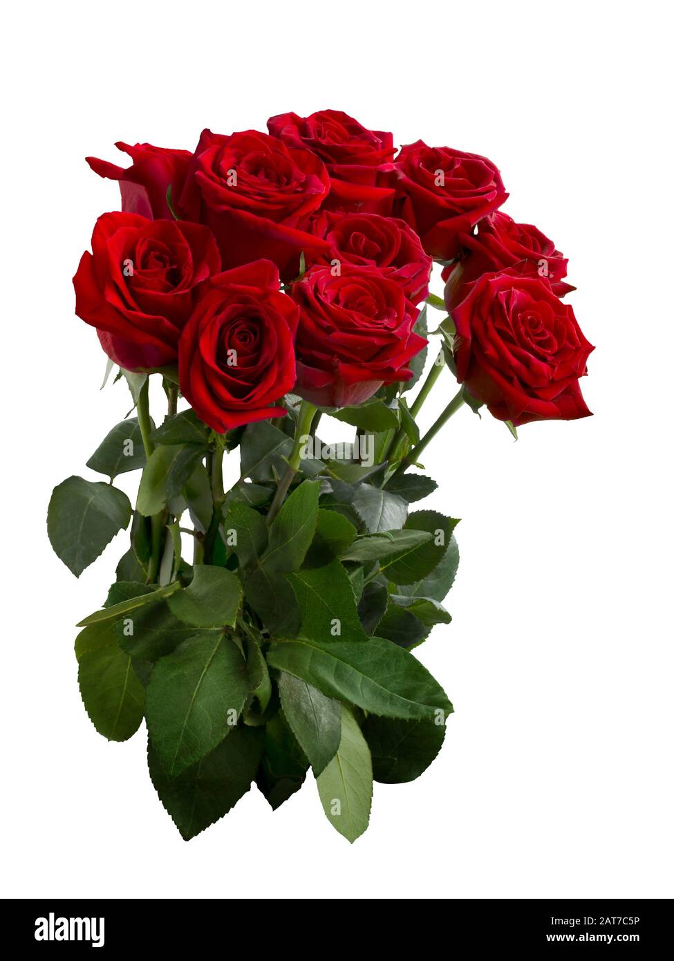 Bouquet of red roses with green foliage isolated on white background ...