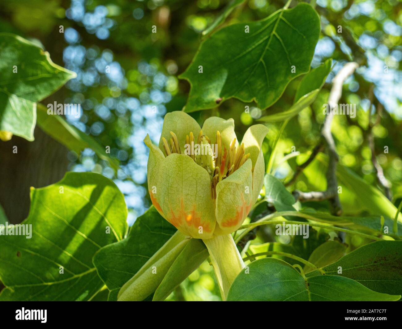 Tulip tree (liriodendron tulipifera) hi-res stock photography and ...