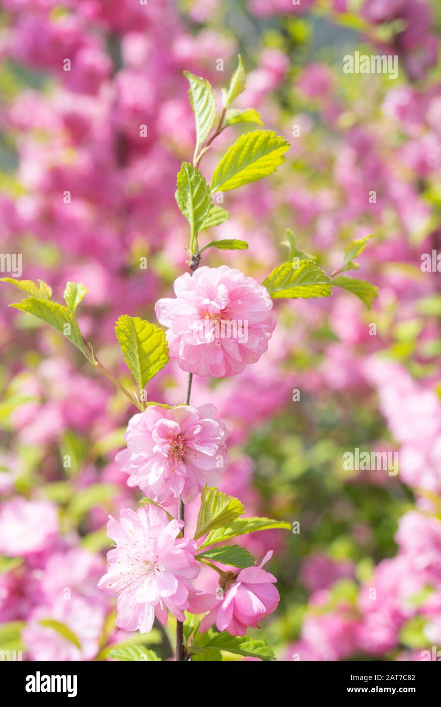 Macro photo of nature pink sakura flowers. Texture background blooming ...