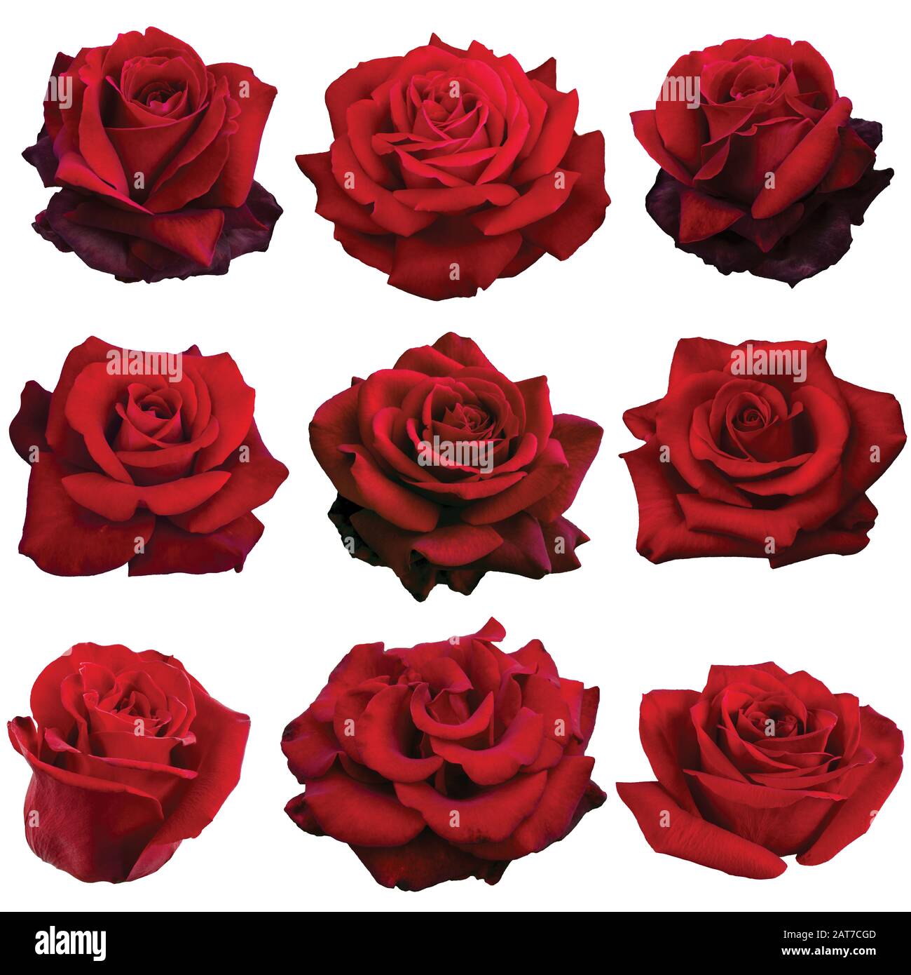 collage of red roses isolated on white background Stock Photo - Alamy