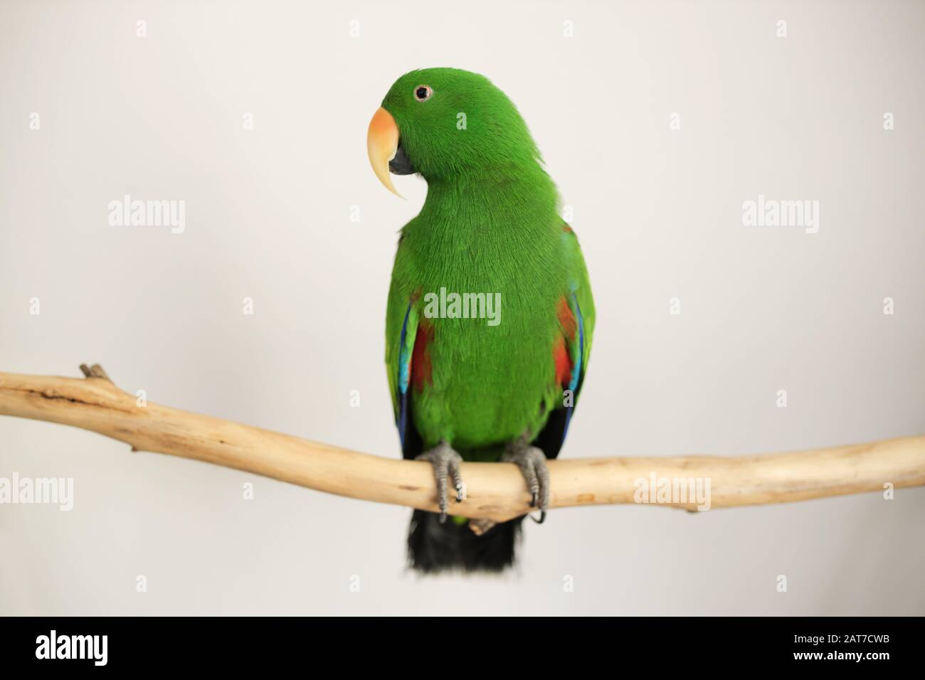 captive bred male green eclectus parrot (Eclectus roratus) sitting on a ...