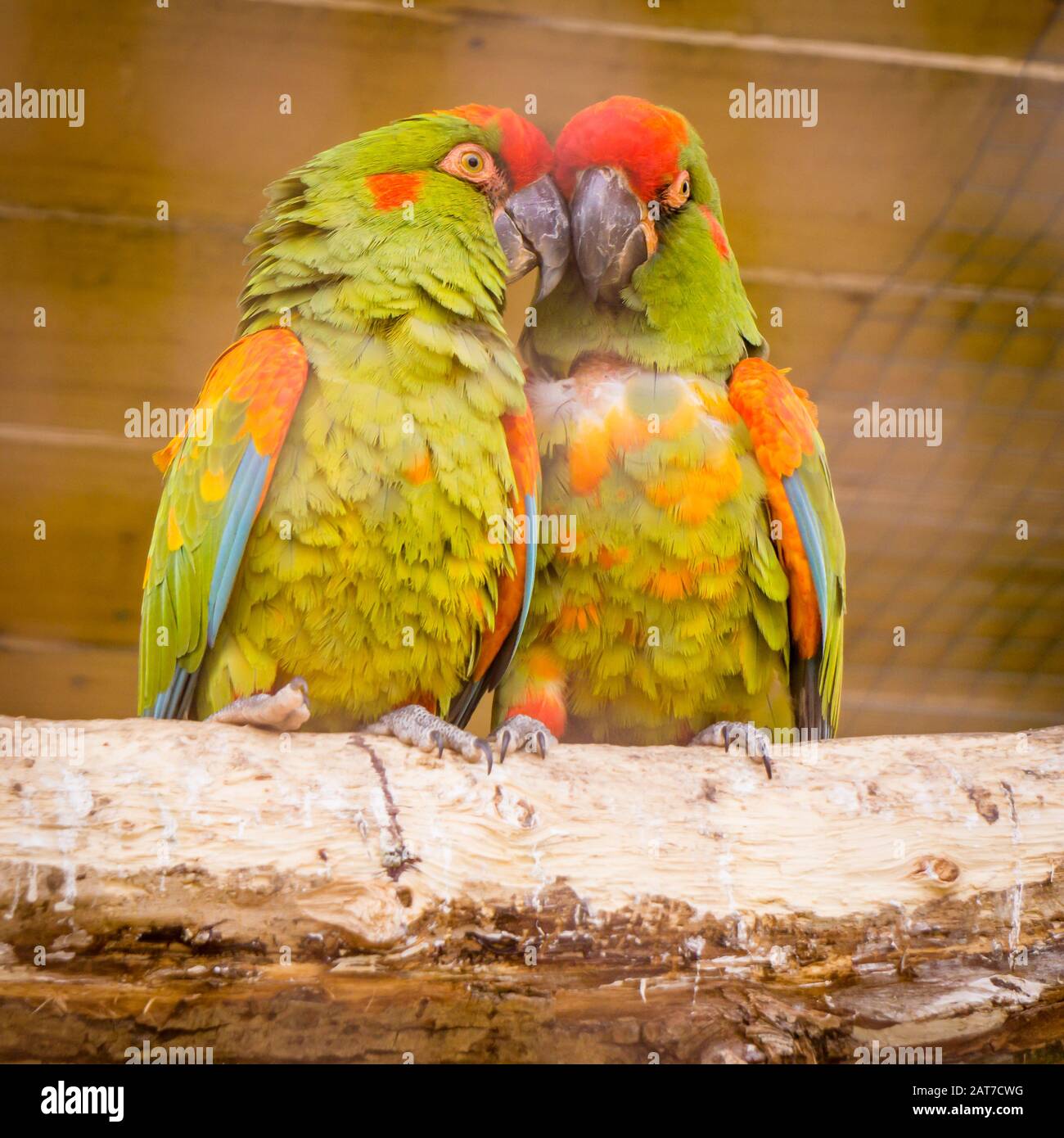 Snuggling birds hi-res stock photography and images - Alamy