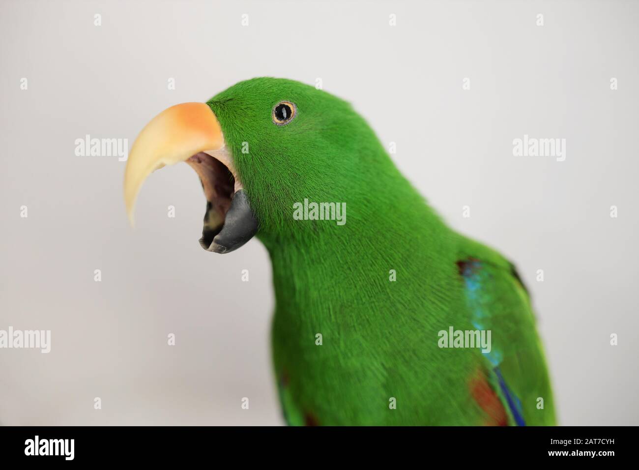 Male green eclectus captive parrot (Eclectus roratus) yawning with beak ...