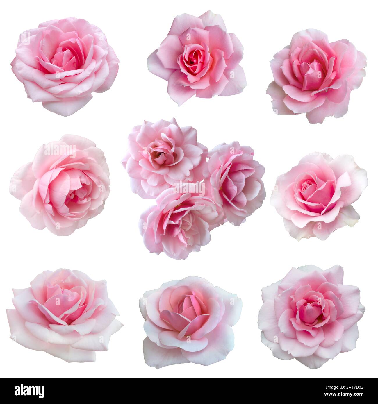 collage of delicate pink roses isolated on white background Stock Photo ...