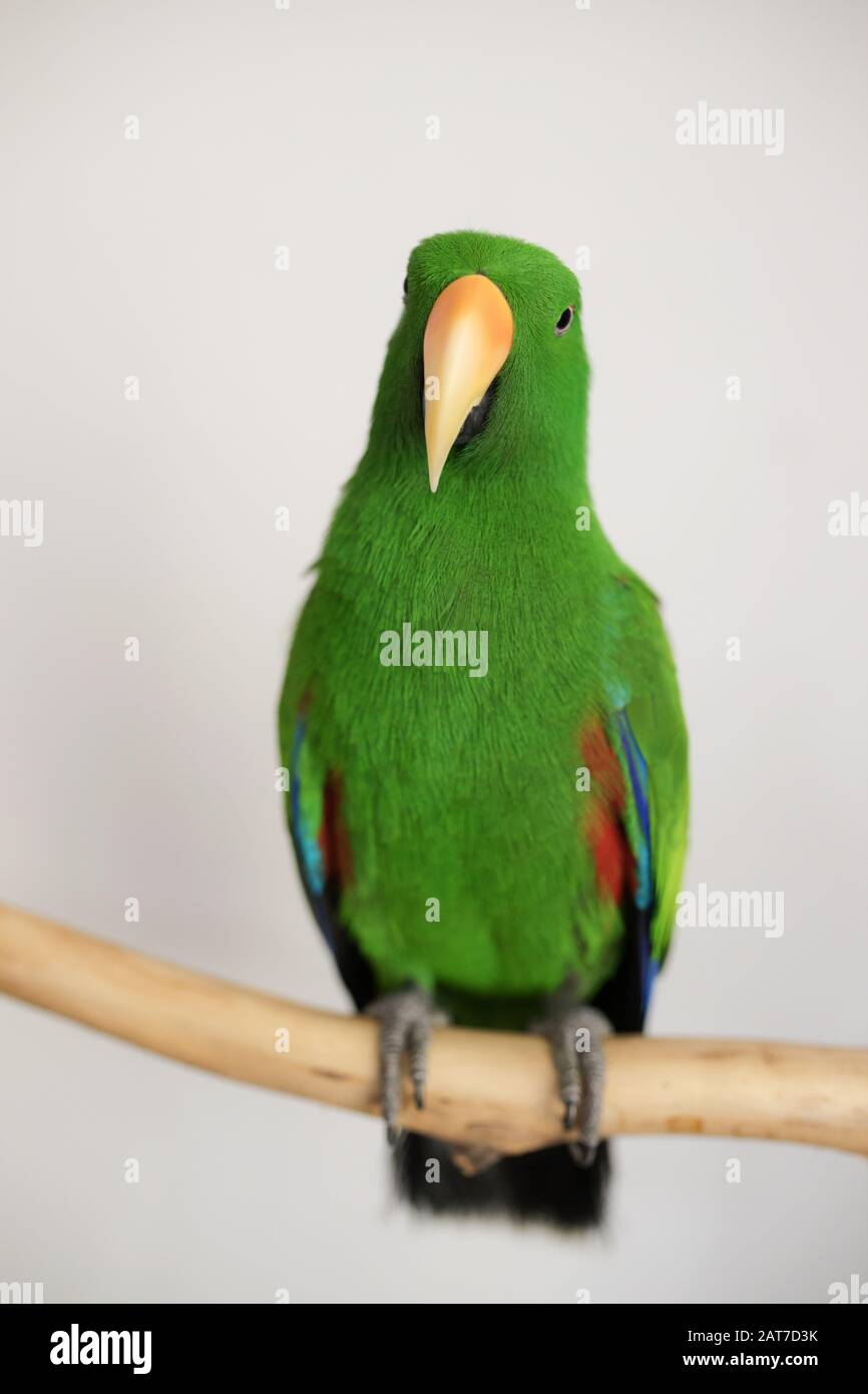 Male and female eclectus parrot hi-res stock photography and images - Alamy