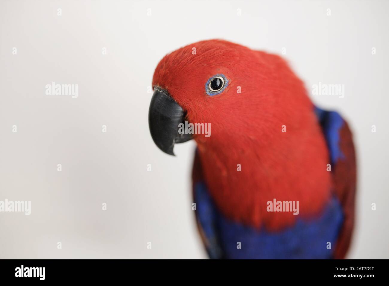 captive bred Female red and blue eclectus parrot (Eclectus roratus ...