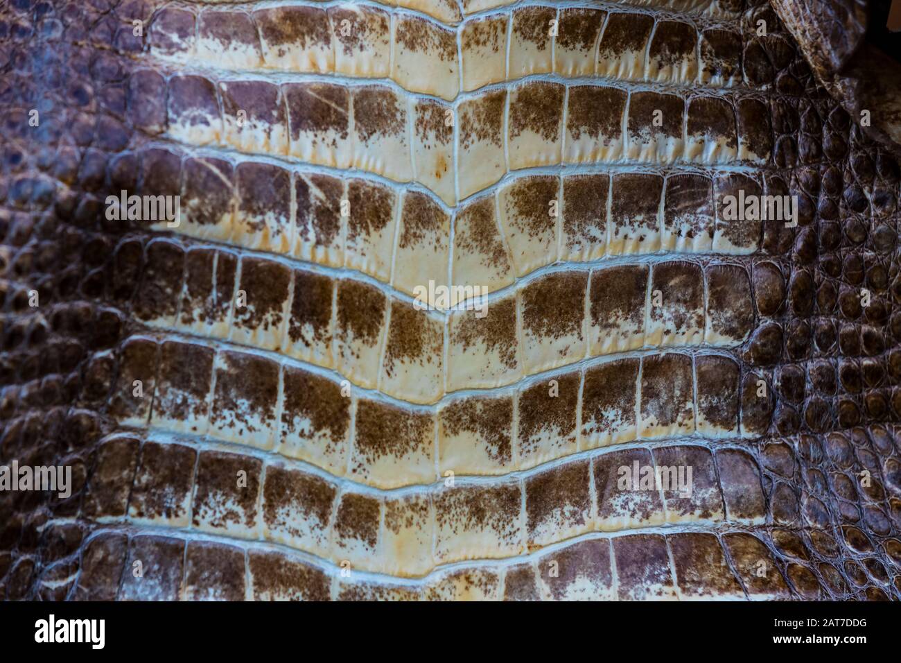 Crocodile skin texture closeup shot part of the back Stock Photo - Alamy